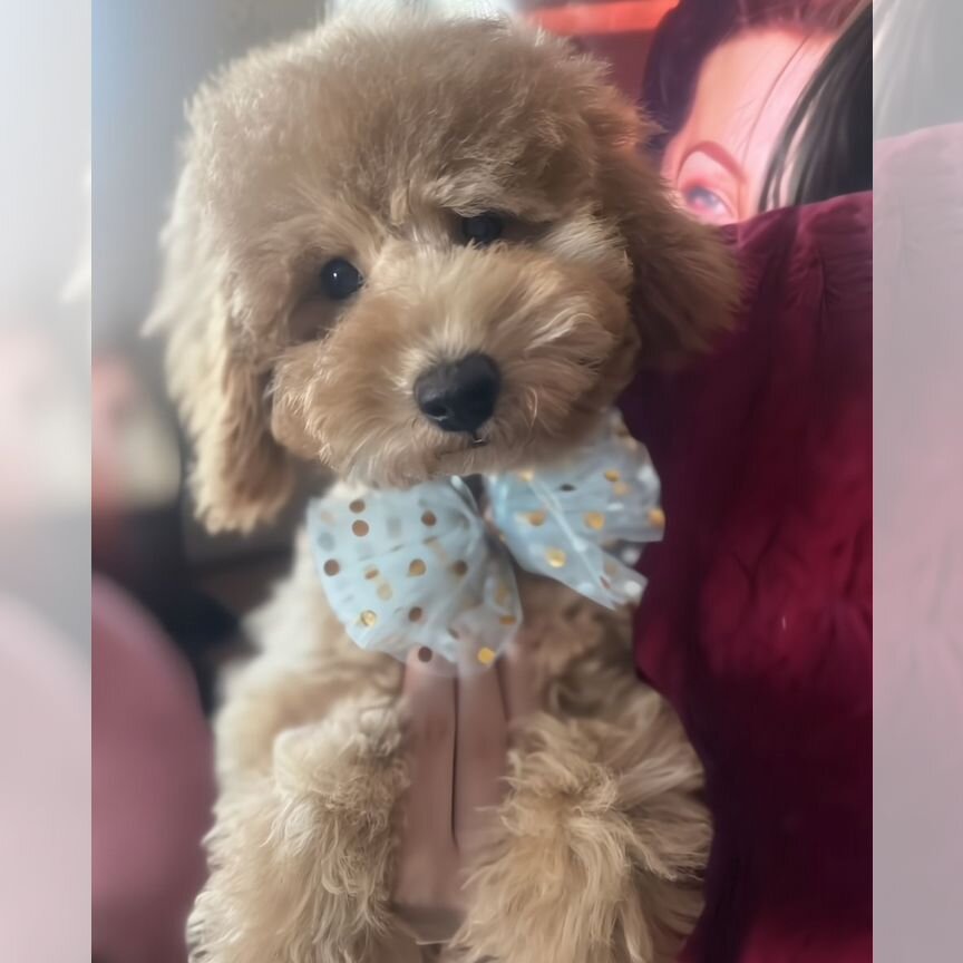 Той-пудель, щенок