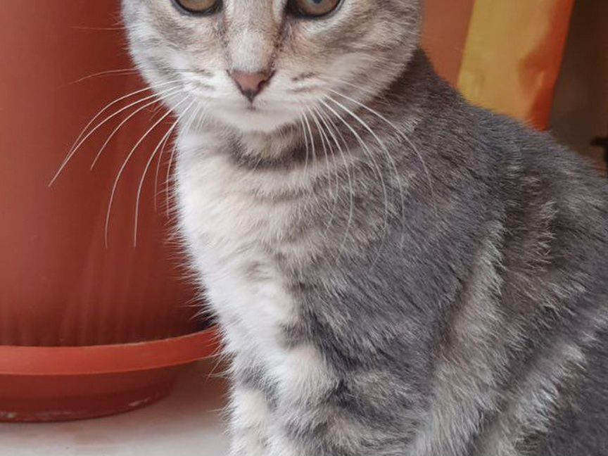 Кошка в дар