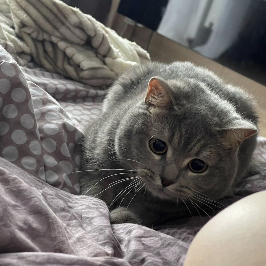 Британский кот