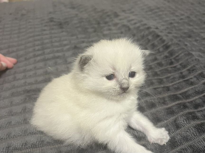 Невский маскарадный кот