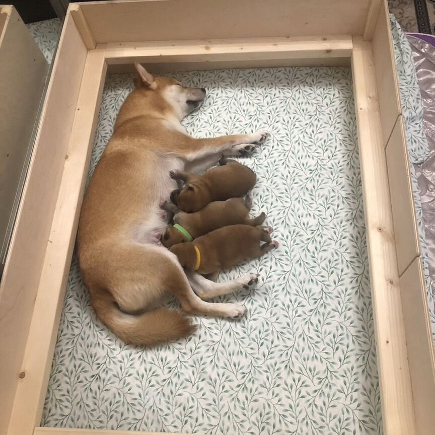 Продам родильный ящик для собаки