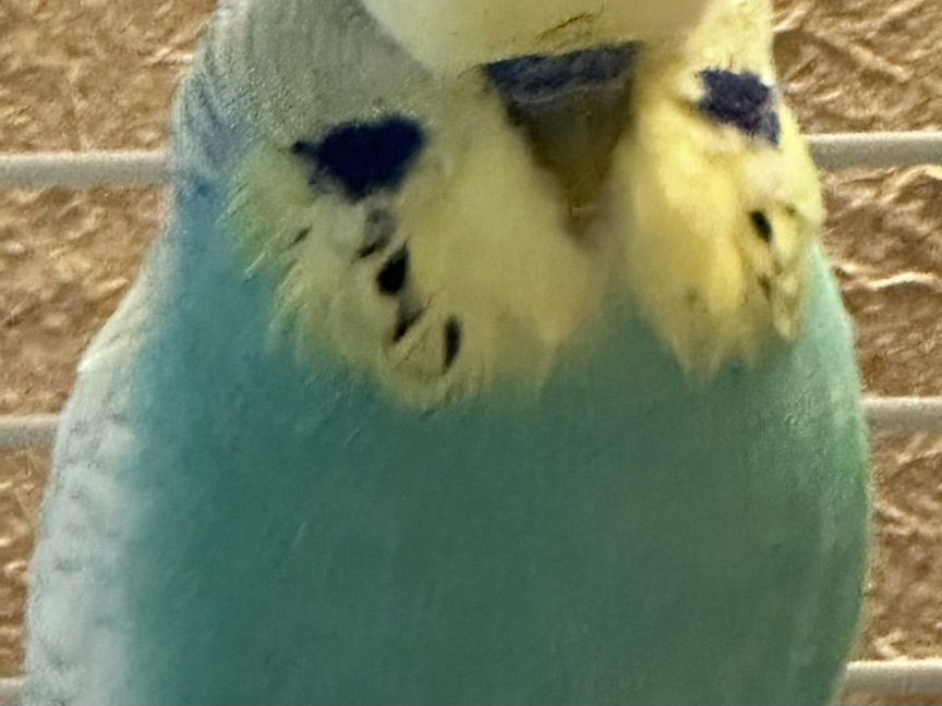 Попугаи ввп чехи