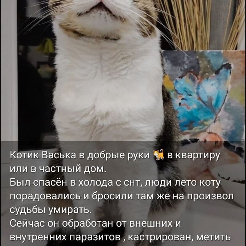 Котята в добрые руки бесплатно