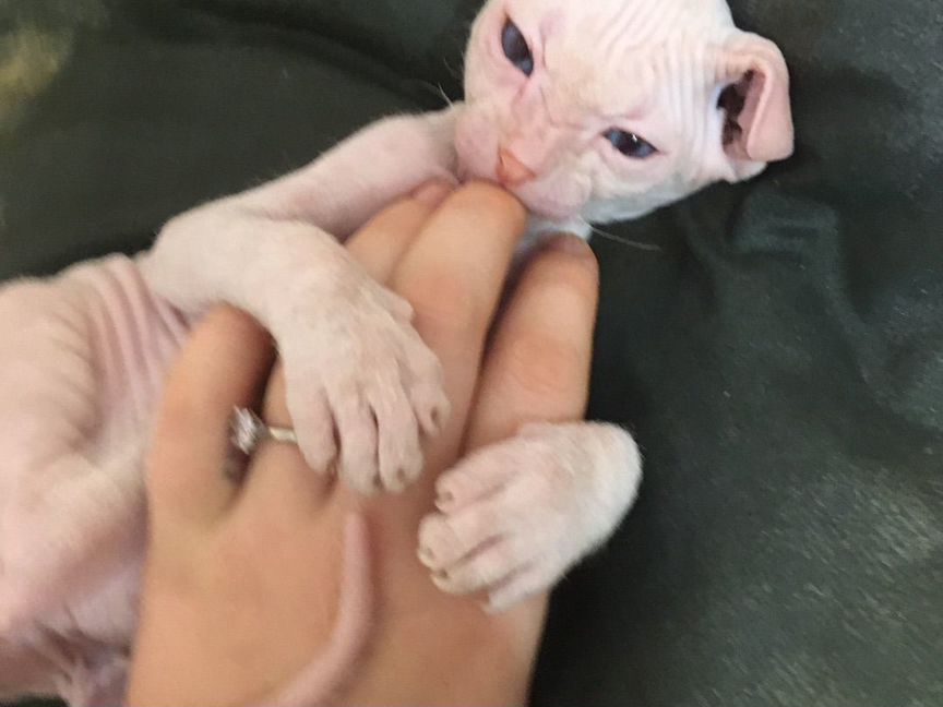 Котята сфинкс