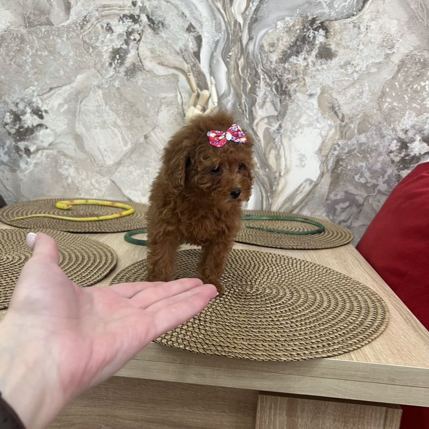 Той-пудель щенок девочка с документами