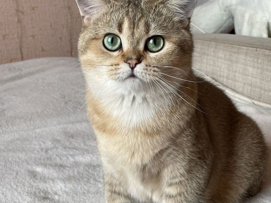 Шотландский кот вязка