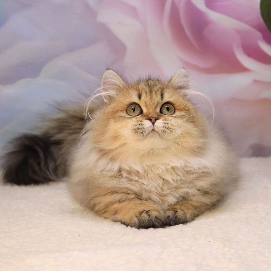 Манчикин девочка ny11