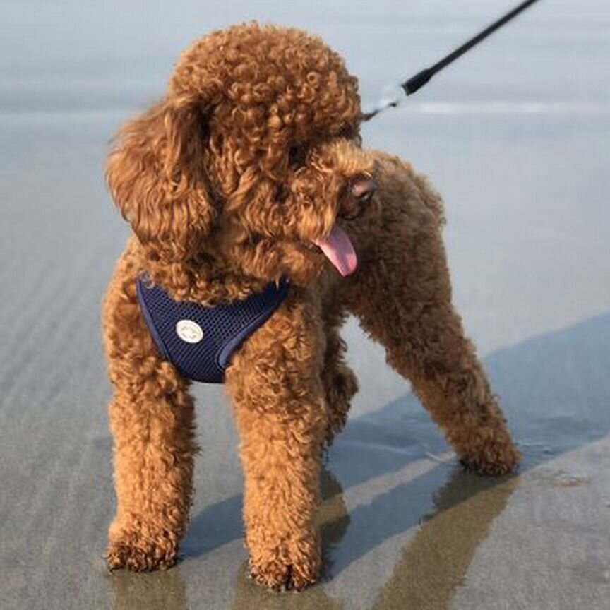 Той-пудель, щенок