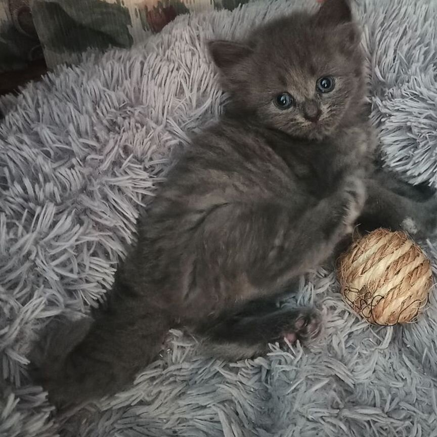 Котята в добрые руки 1 месяц