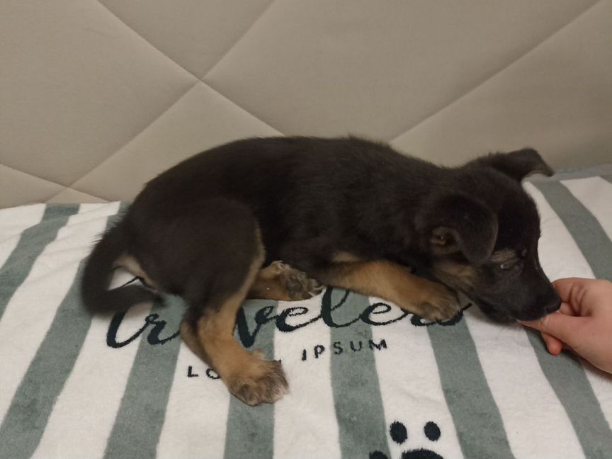 Добрый щенок