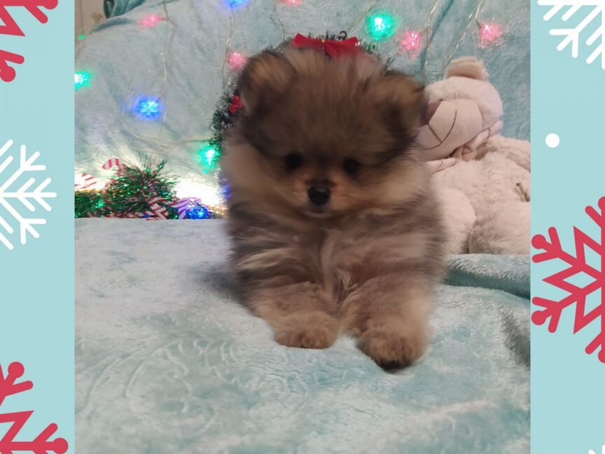 Померанский шпиц мини щеночек