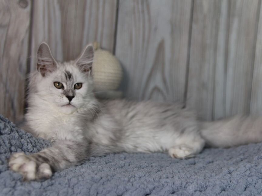 Мейн-кун котик