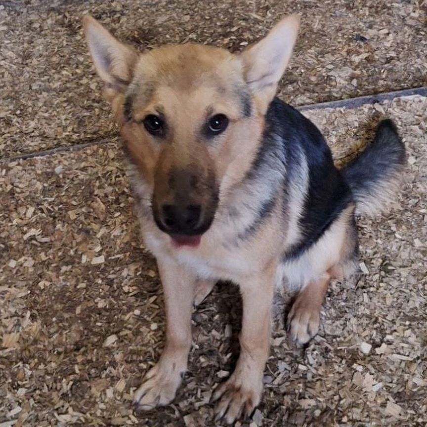 Взрослый пёс в добрые руки