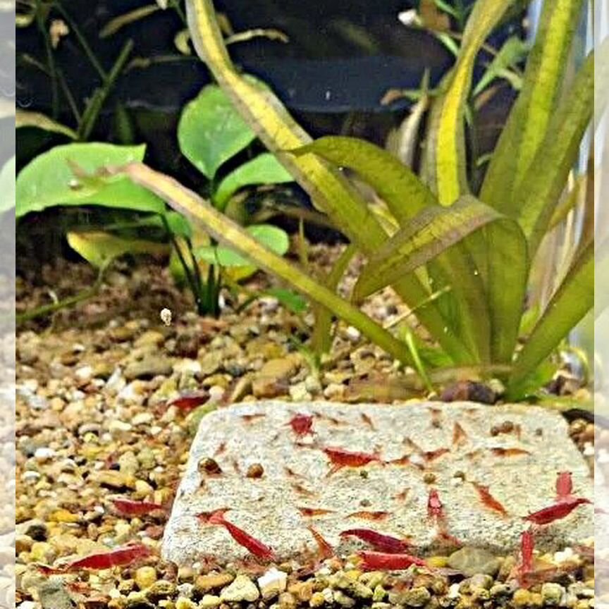 Аквариумные креветки