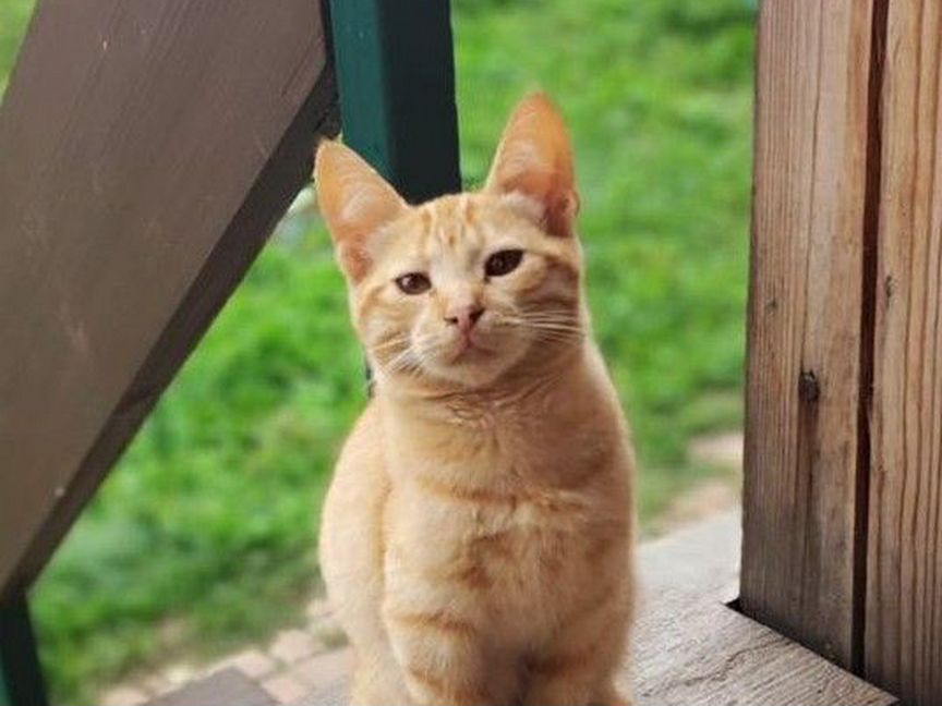 Котята в добрые руки бесплатно