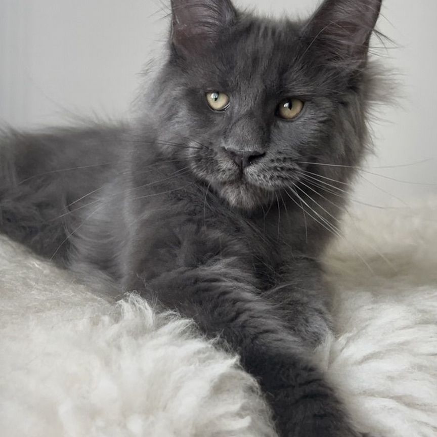 Мейн-кун, мальчик голубого окраса