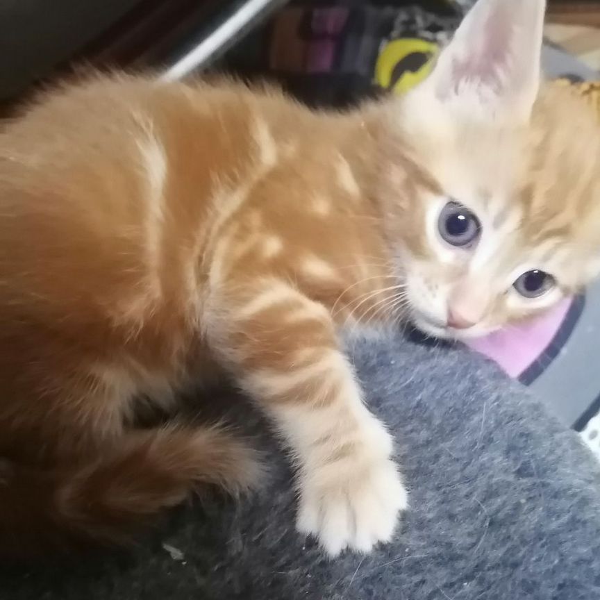 Котёнок в добрые руки