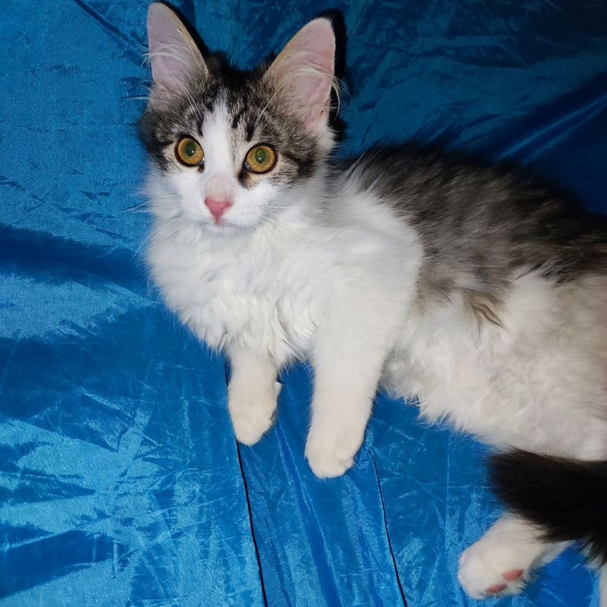 Котенок 4 месяца мальчик котята