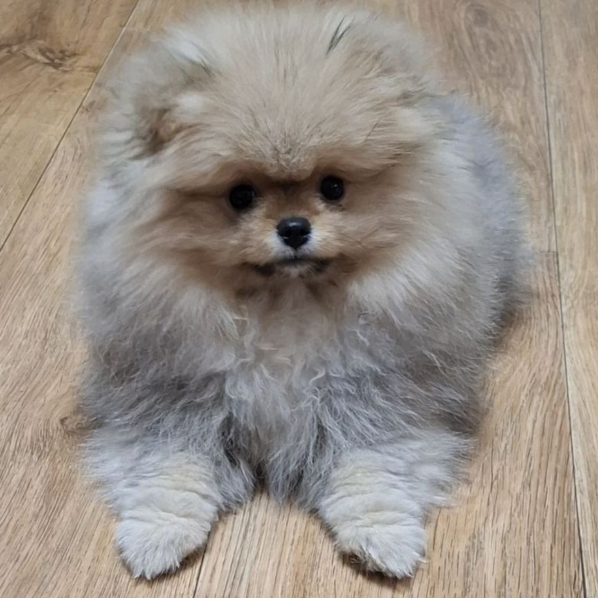 Померанский шпиц, щенок