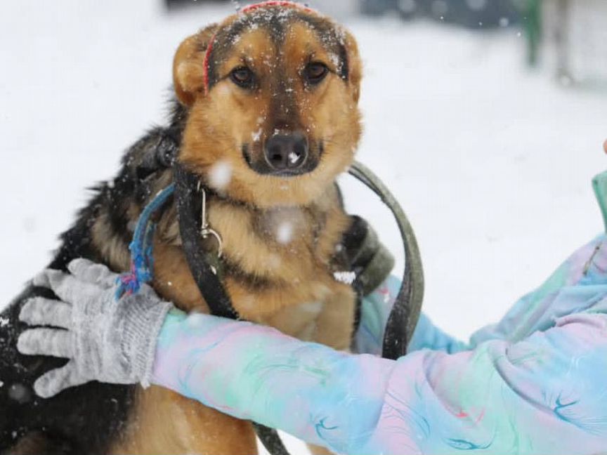 Молодая собака ждет своих родителей
