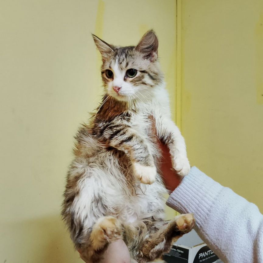 Кошки живут в холодной сарайке
