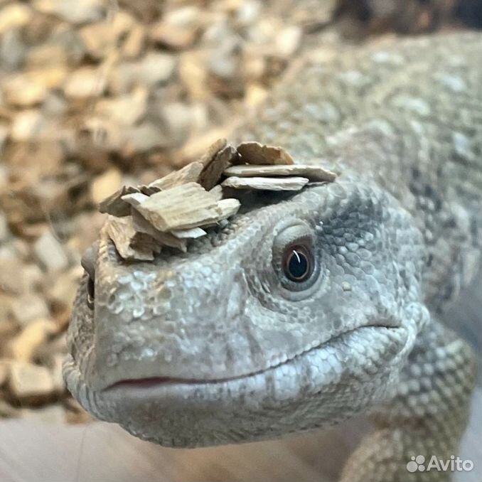 Капыч с террариумом