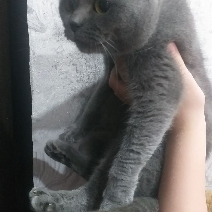 Британская в дар