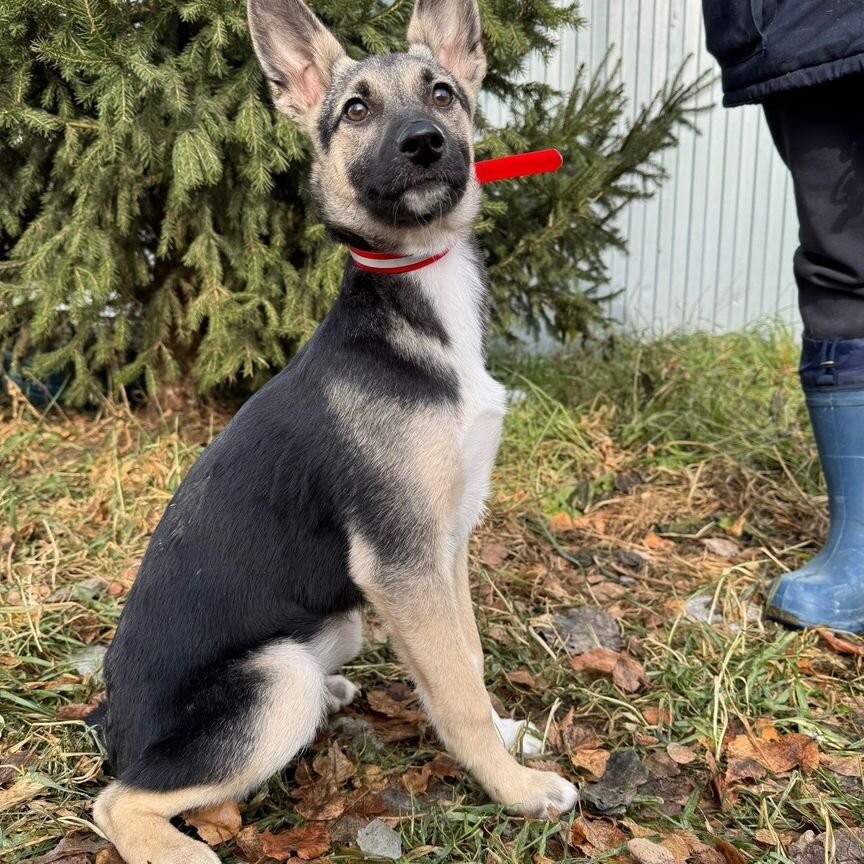 Отдам в добрые руки щенка подростка. Привезу