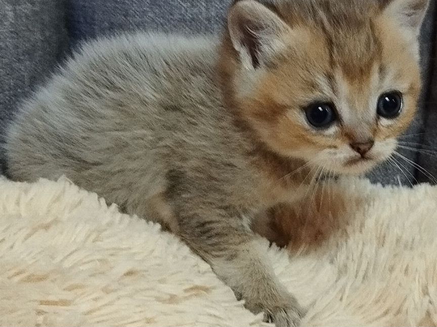 Мальчик шиншилëнок,окрас голубое золото.Есть ещё