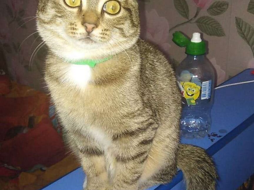 Короткошерстная