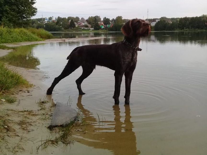 Щенки Немецкого Дратхаара