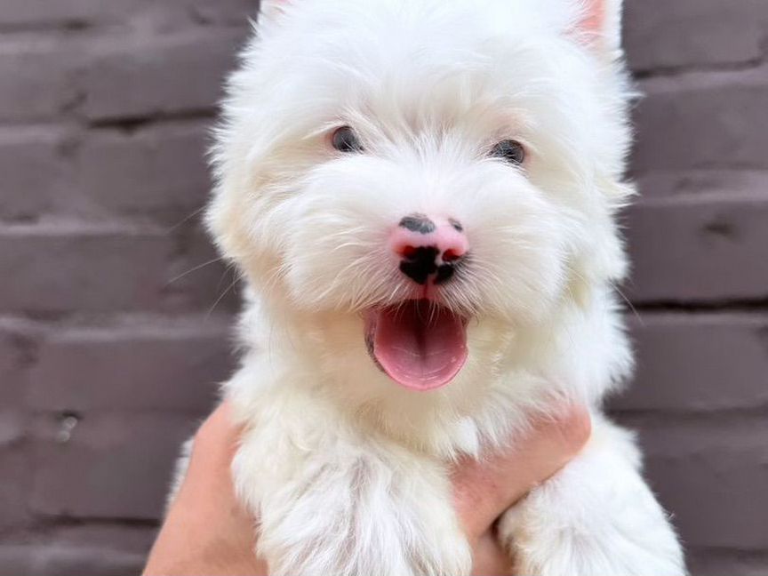 Белый йорк с голубыми глазами