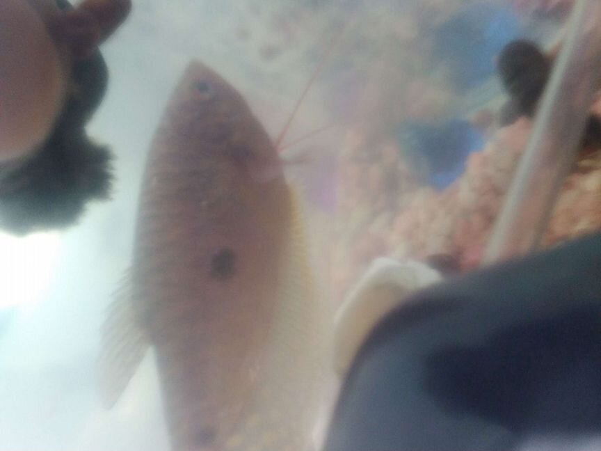 Рыба гурами