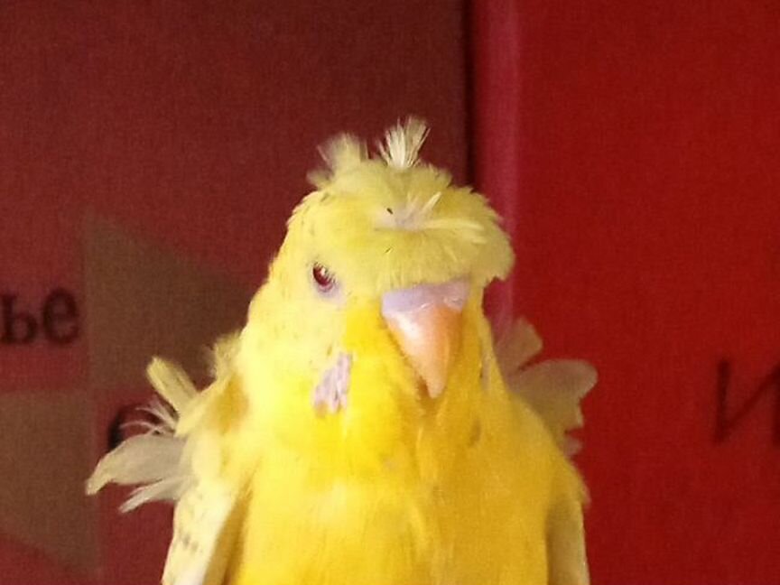 Попугай хогоромо лейсвинг