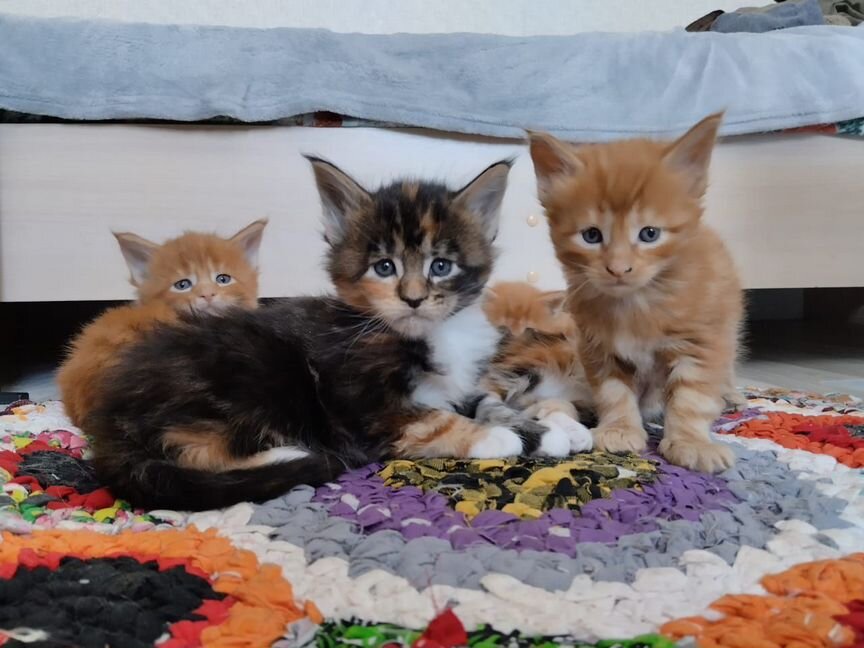 Котята мейн-кун