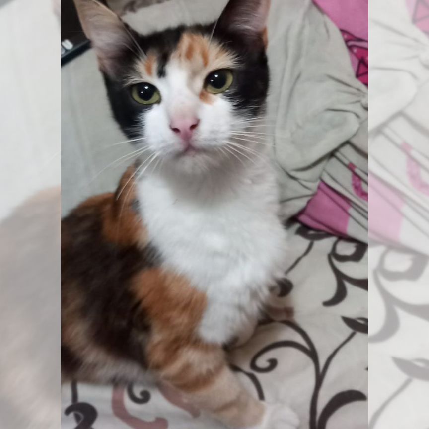 2 Кошки трехцветная безпородная,серая безпородная