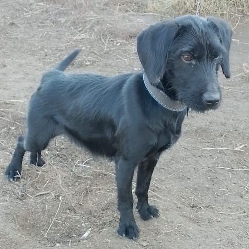 Собака в добрые руки отдам бесплатно