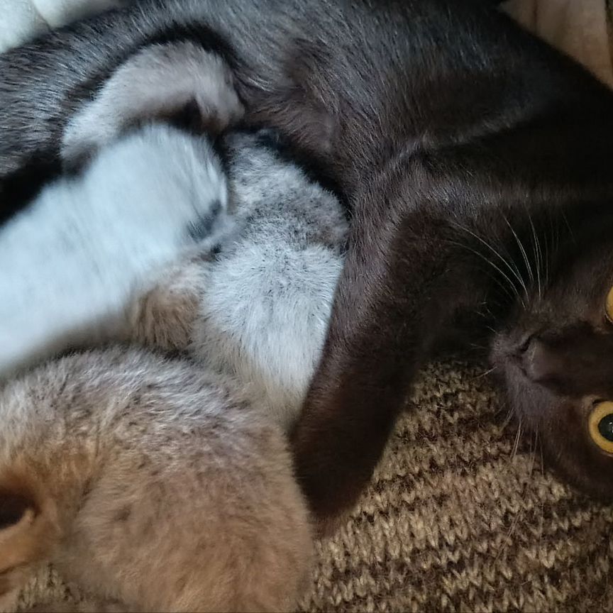 Котята