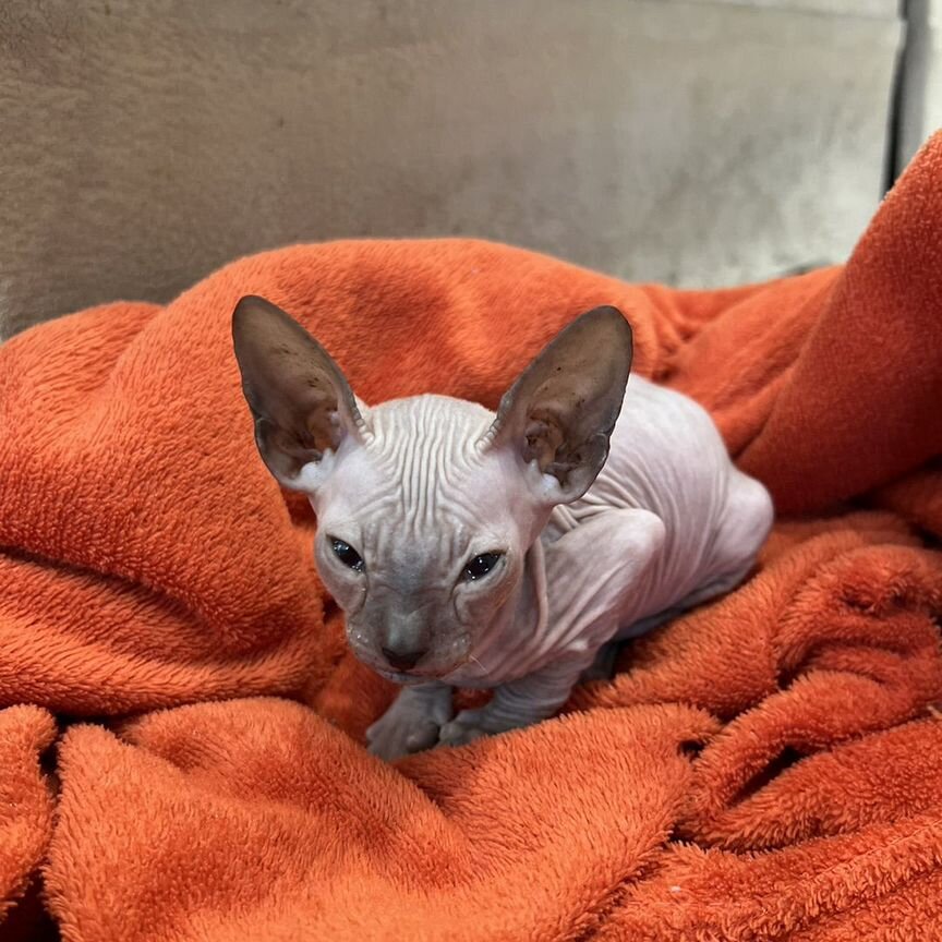 Донской сфинкс котенок