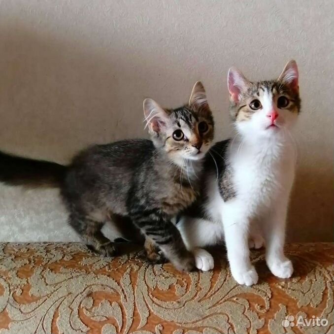 Брат с сестрой. Котята в дар. Спасеныши