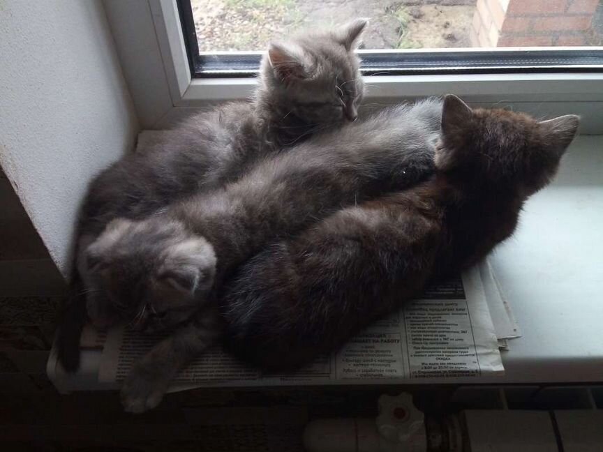 Шотландские котята
