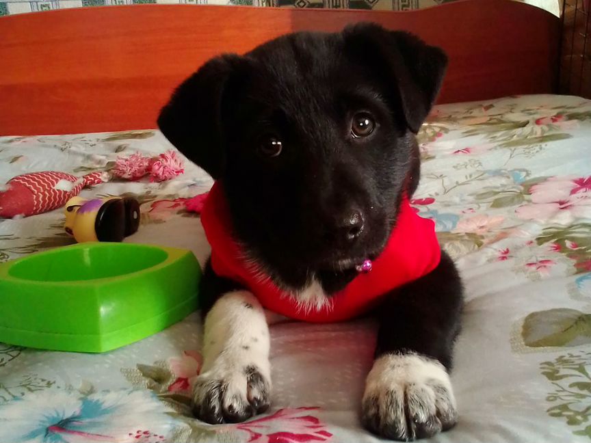 Дуняша ищет дом