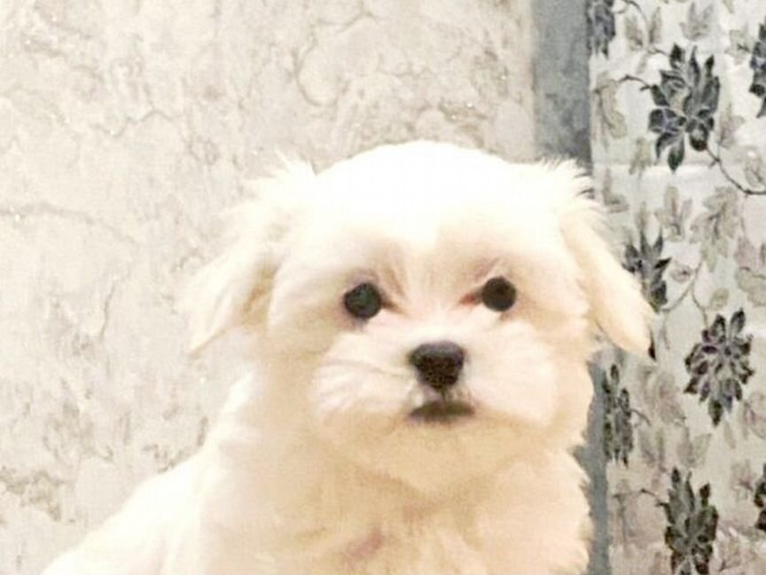 Мальтийская болонка