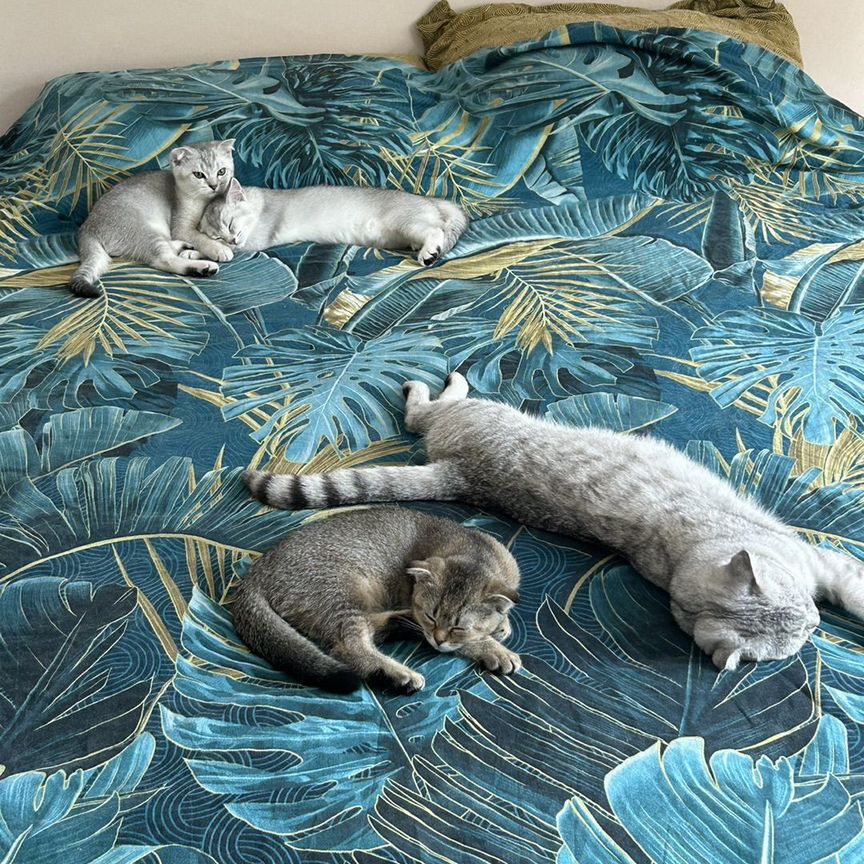 Котята шотландские вислоухие