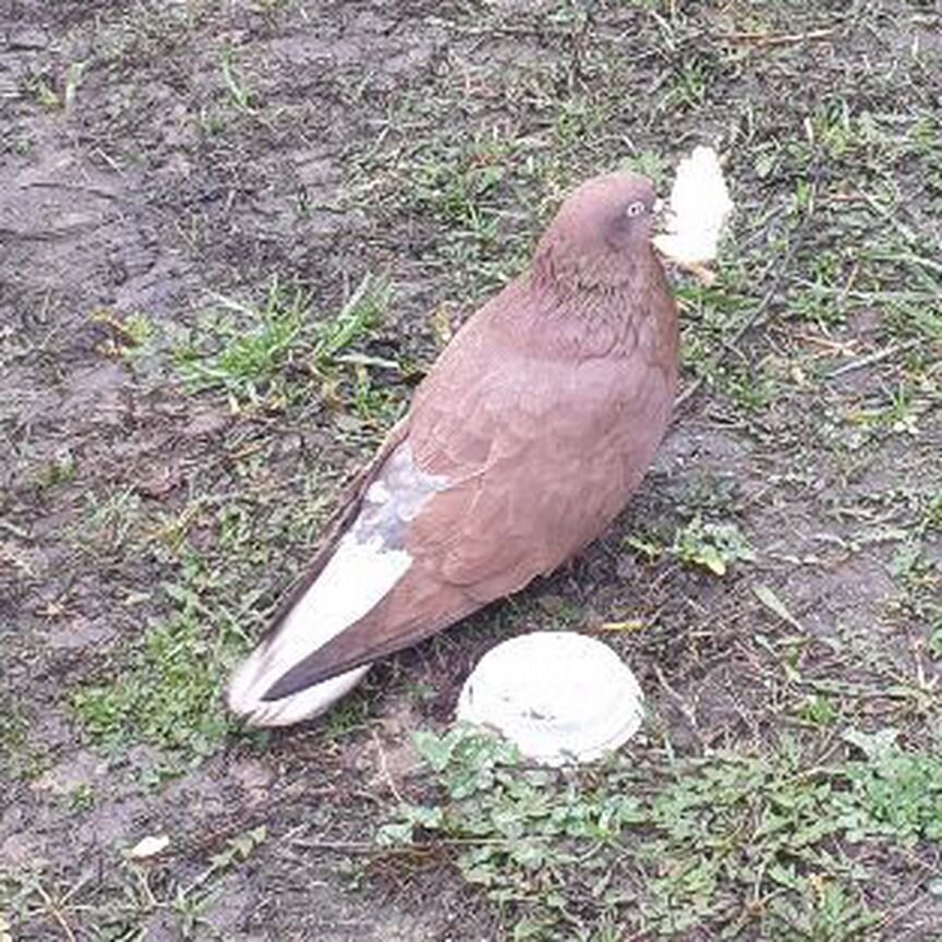 Породистый голубь в хорошие руки