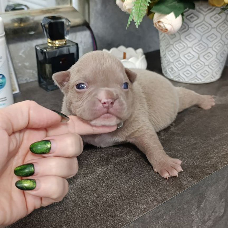 Американский булли, щенок