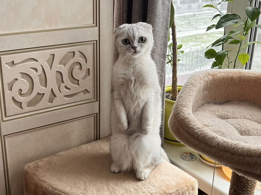 Шотланская вислоухая кошечка на вязку