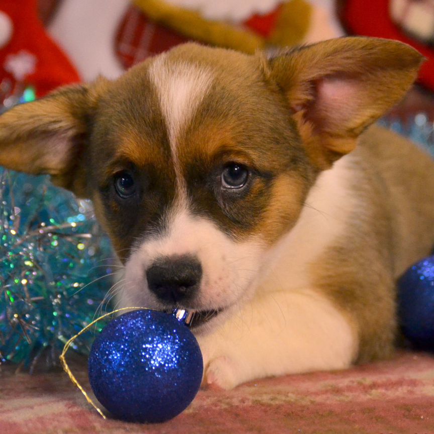 Щенки Корги