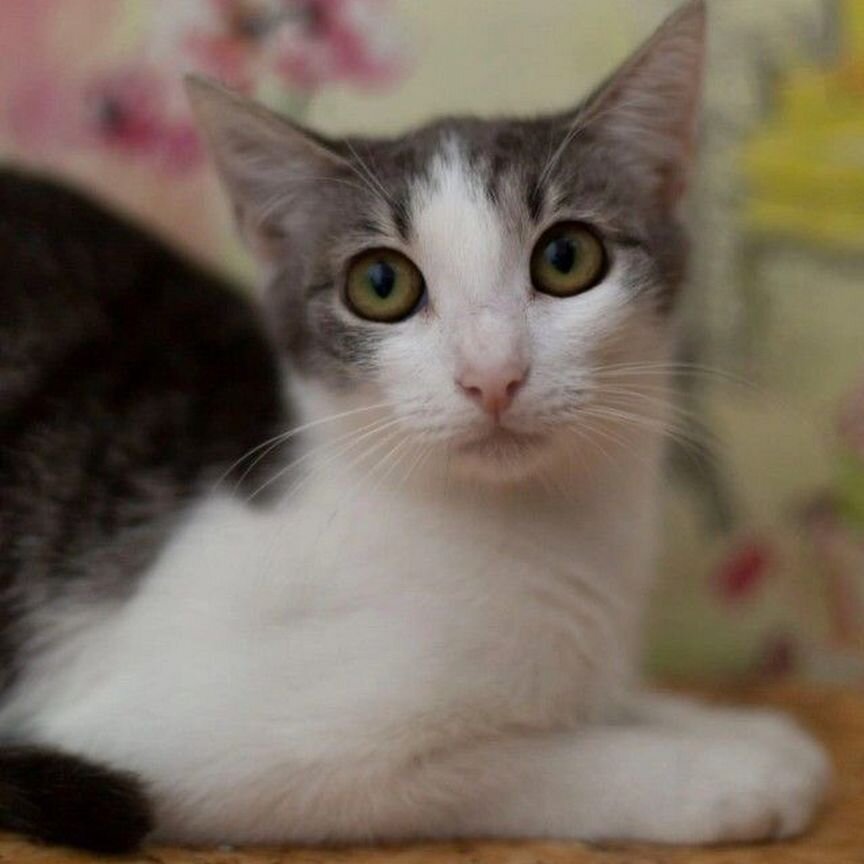 Милая кошечка в поисках дома