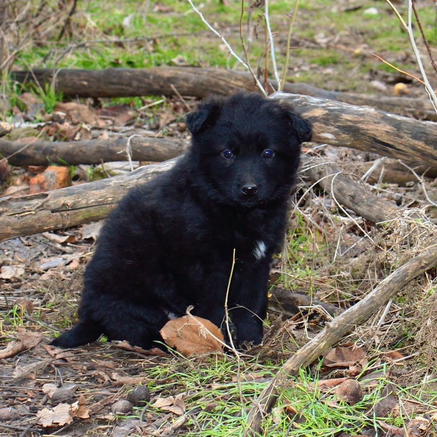 Щеночки в добрые руки